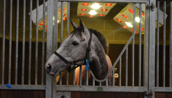The Gallops | Racehorse Training Facilities | O'Neill Racing